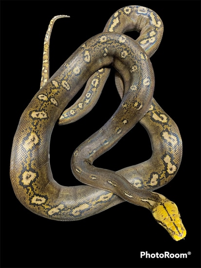 Free Shipping!!! Phantom Motley Het Purple Reticulated Python by In ...