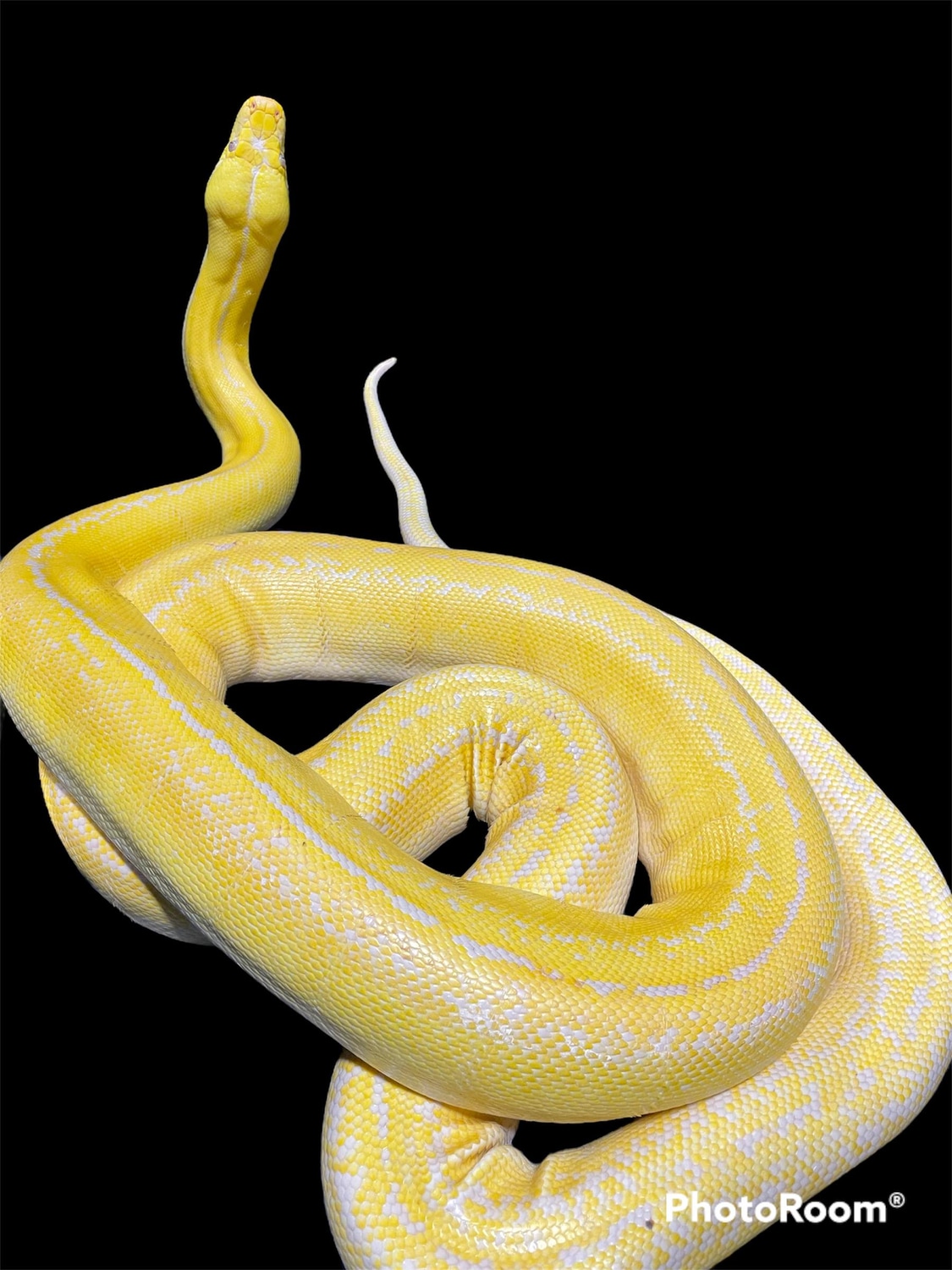 Albino Platinum Goldenchild Reticulated Python by In Your Face Exotix ...