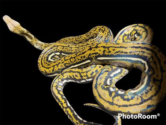 Ivy Line Graniteback Tiger Het Albino Reticulated Python by In Your ...