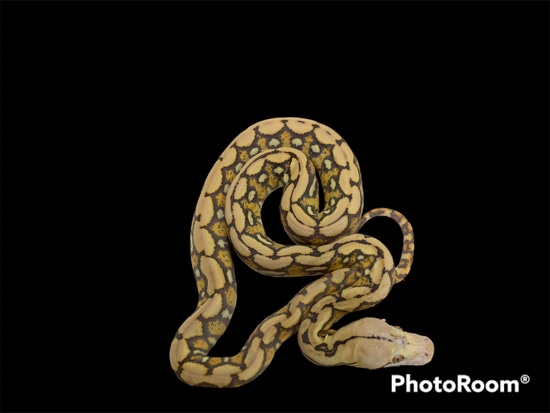 Orange Glow Tiger Reticulated Python by In Your Face Exotix