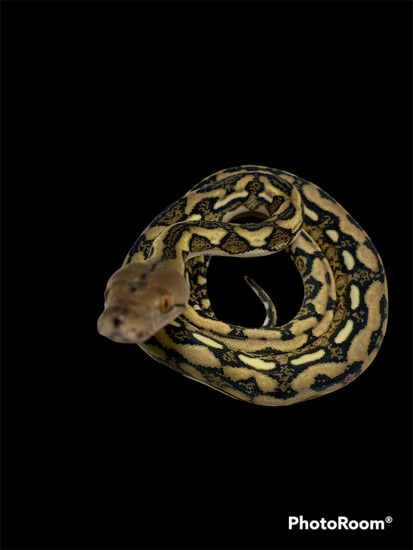 Tiger Reticulated Python by In Your Face Exotix