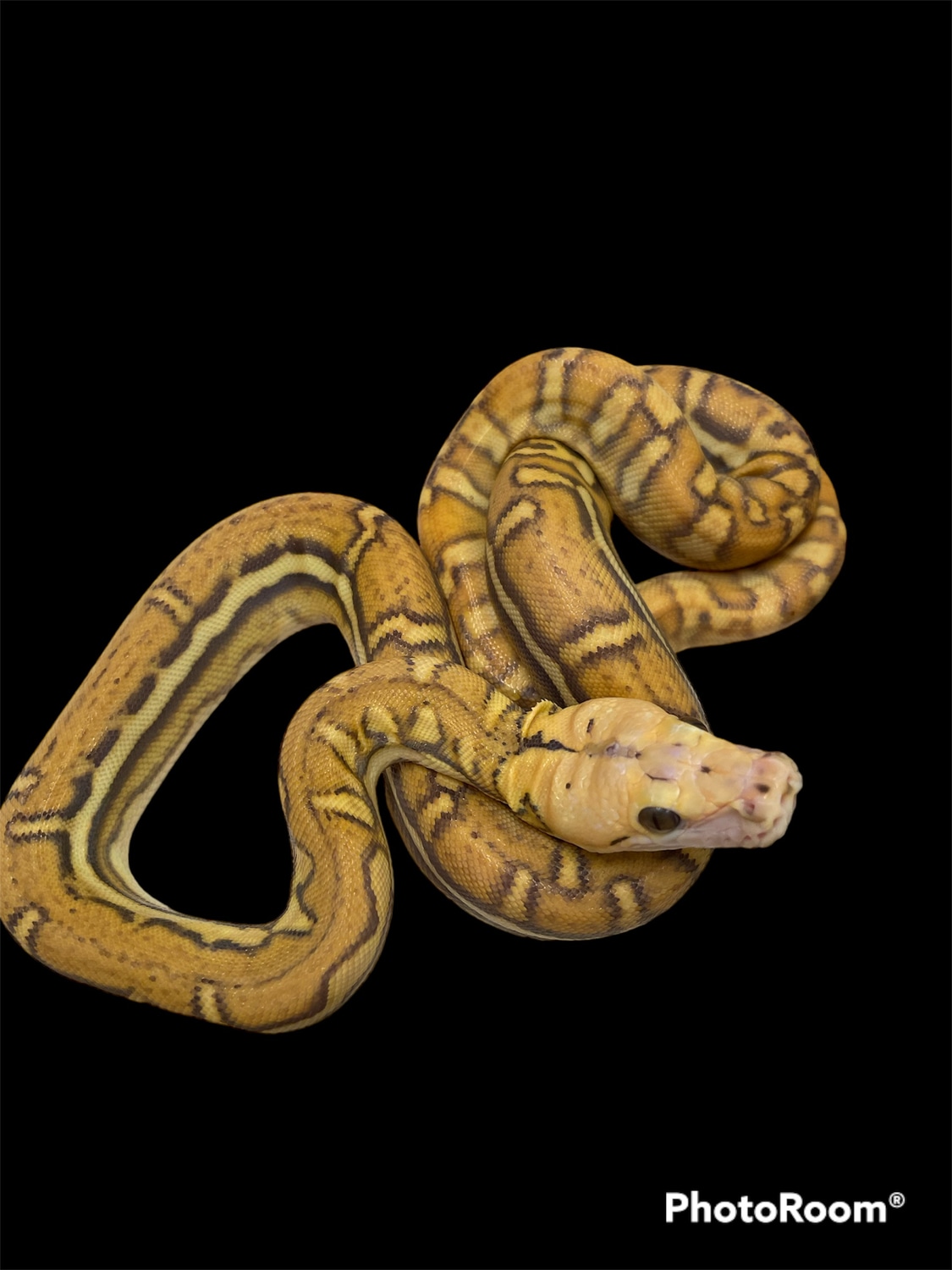 Orange Glow Anthrax Suntiger Reticulated Python by In Your Face Exotix ...