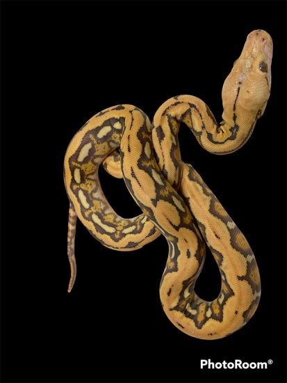 Orange Glow Tiger Reticulated Python by In Your Face Exotix