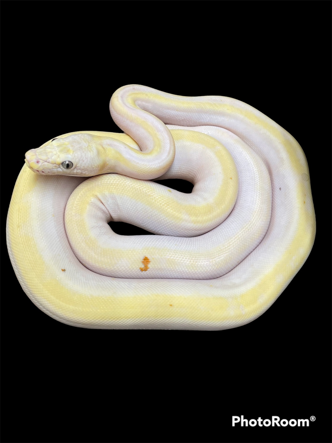 Cow Het Purple Reticulated Python by In Your Face Exotix - MorphMarket