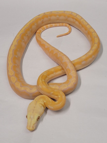 Lavender Phantom Reticulated Python by In Your Face Exotix