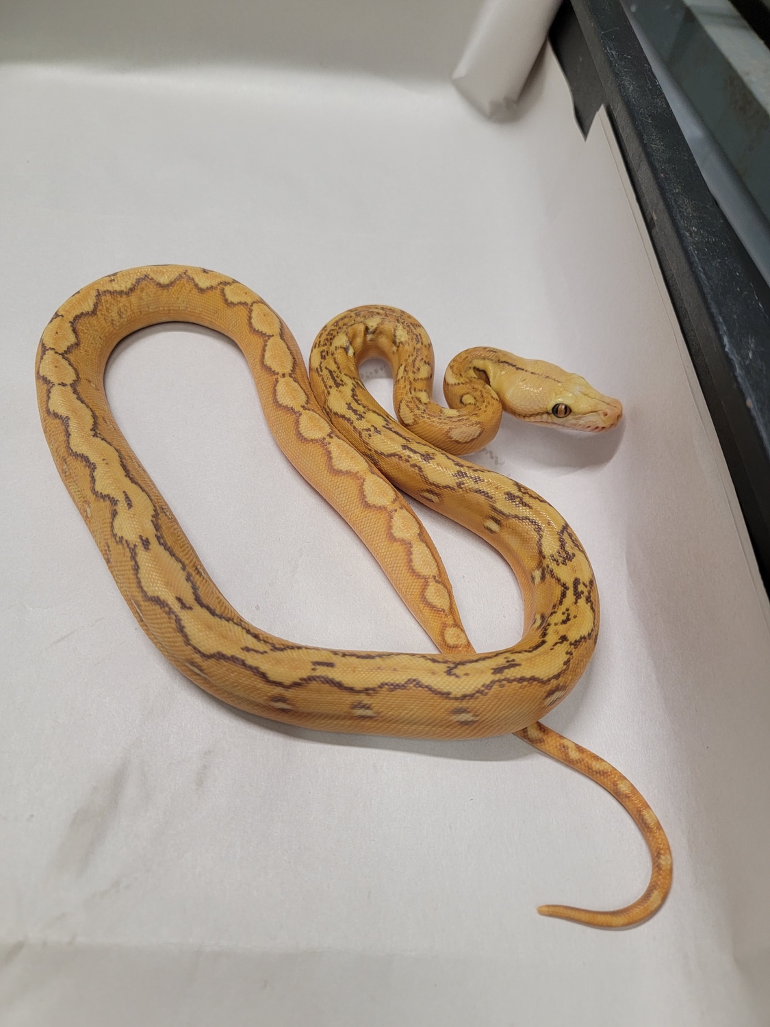 Orangeglow Phantom Sunfire Reticulated Python by In Your Face Exotix ...