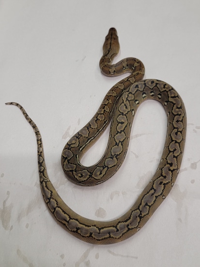 Marble 50% Selayer 12.5% Superdwarf 50% Het Anery Reticulated Python by ...