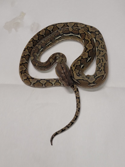 Normal 50% Selayer 12.5% Superdwarf 50% Het Anery Reticulated Python by ...