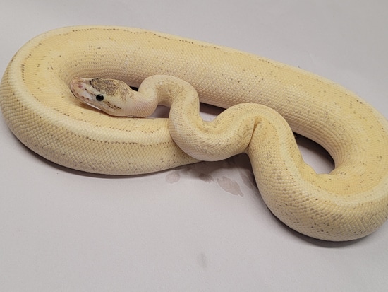 Banana Champagne Pewter Ball Python by In Your Face Exotix