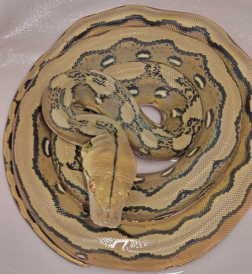 Sunfire Het Genetic Stripe Reticulated Python by In Your Face Exotix
