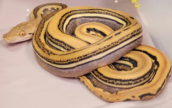 Genetic Stripe Sunfire Reticulated Python by In Your Face Exotix
