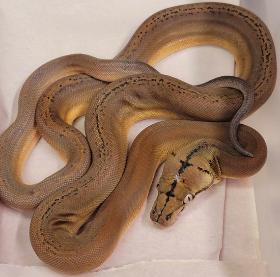 Goldenchild Het Genetic Stripe Sunfire Reticulated Python by In Your ...