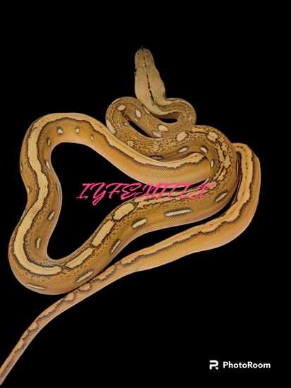 OGS Sunfire Het Purple Reticulated Python by In Your Face Exotix