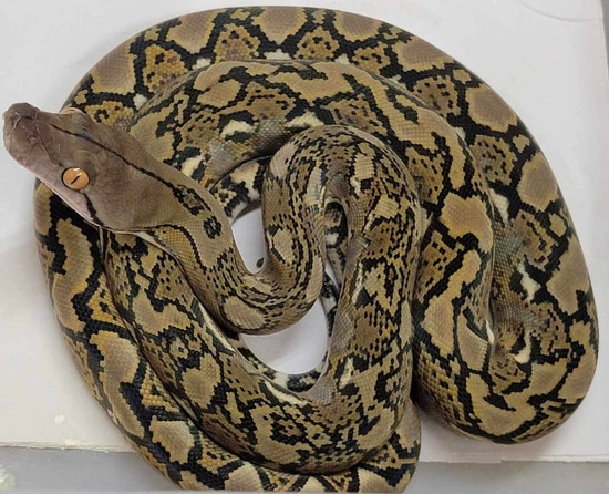 Normal Het Hypo Reticulated Python by In Your Face Exotix