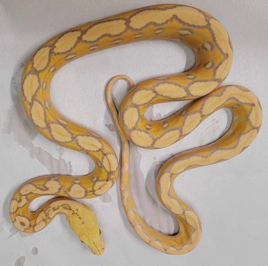 Lavender Sunfire Hogs Reticulated Python by In Your Face Exotix