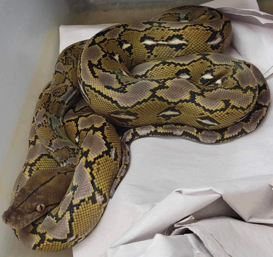 Normal 50% Selayer 12.5% Superdwarf 50% Het Anery Reticulated Python by ...