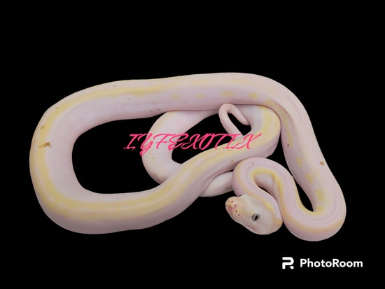 Cow Het Purple Reticulated Python by In Your Face Exotix