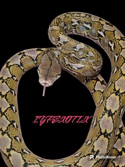 Normal 50% Selayer 12.5% Superdwarf 50% Het Anery Reticulated Python by ...