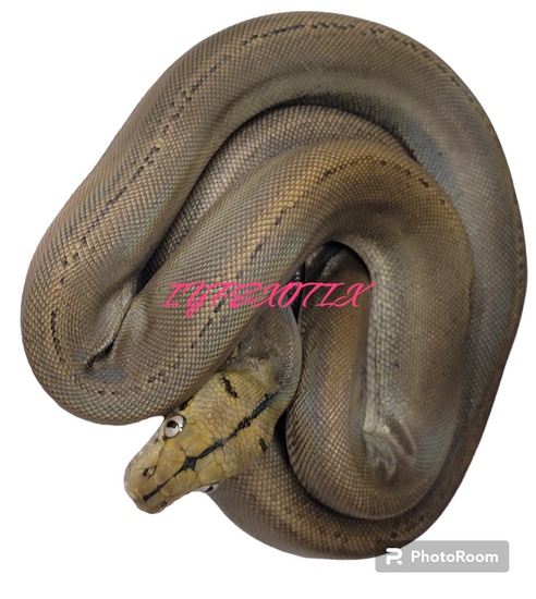 Goldenchild Genetic Stripe Reticulated Python by In Your Face Exotix