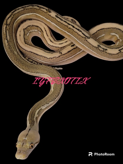 Genetic Stripe Reticulated Python by In Your Face Exotix