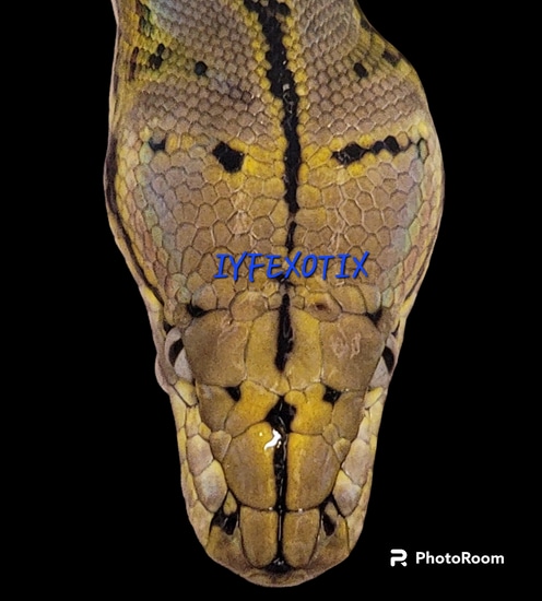 Motley Sunfire Het Pied Reticulated Python by In Your Face Exotix