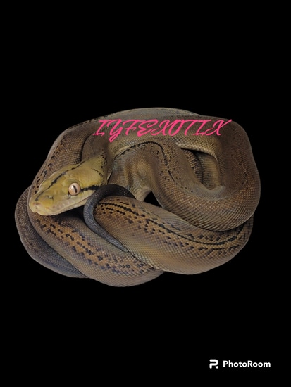 Goldenchild Het Genetic Stripe Reticulated Python by In Your Face Exotix