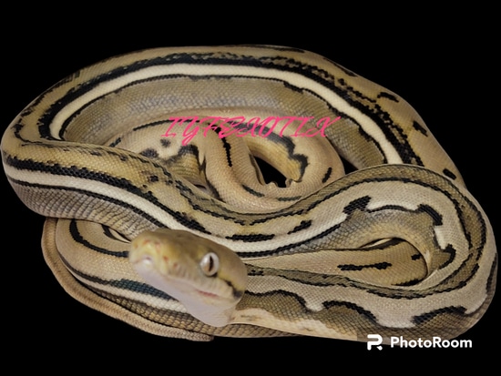 Genetic Stripe Reticulated Python by In Your Face Exotix