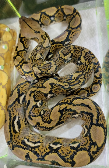 Normal Het Hypo Reticulated Python by In Your Face Exotix