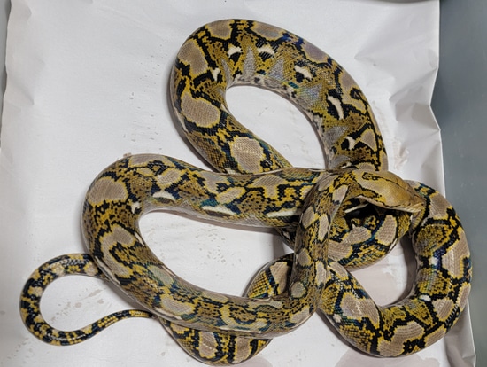 Het Ocelot Het White Het Caramel Reticulated Python by In Your Face Exotix