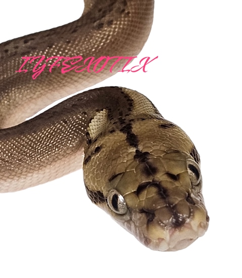 Motley Phantom Sunfire Het Purple Reticulated Python by In Your Face Exotix