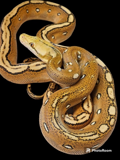 OGS Sunfire Het Purple Reticulated Python by In Your Face Exotix