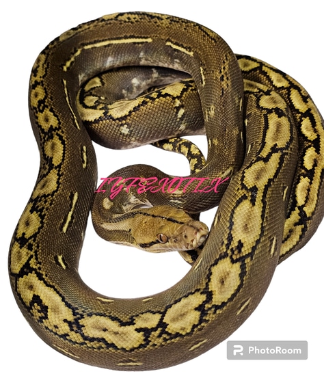 Phantom 50% Selayer 12.5% Superdwarf 50% Het Anery Reticulated Python ...