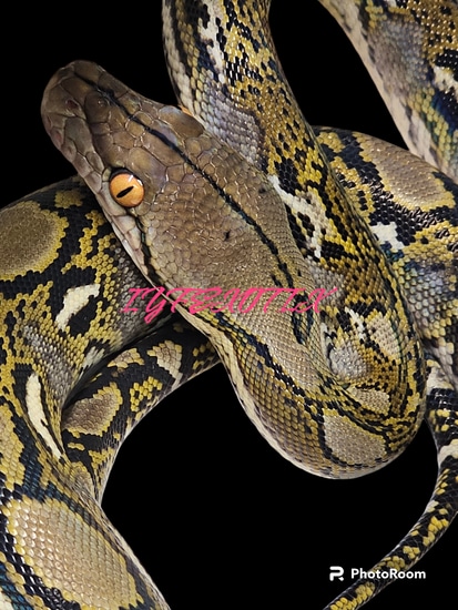 Normal Het Hypo Reticulated Python by In Your Face Exotix