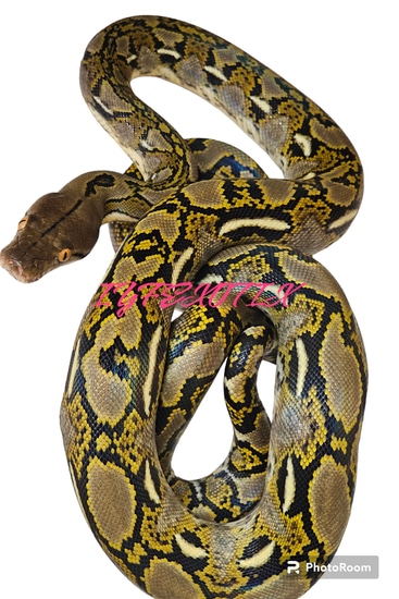 Normal Het Hypo Reticulated Python by In Your Face Exotix