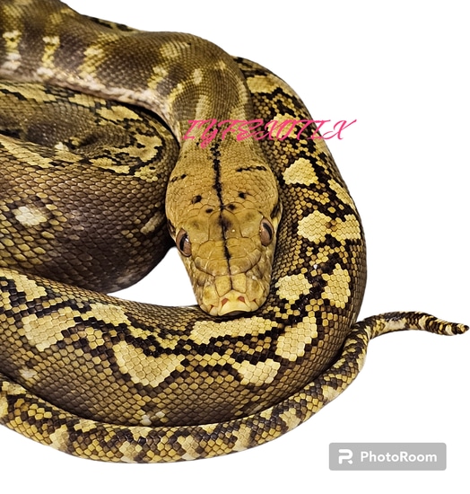 Phantom Marble 50% Selayer 12.5% Superdwarf 50% Het Anery Reticulated ...