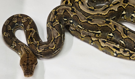 Marble 50% Selayer 12.5% Superdwarf 50% Het Anery Reticulated Python by ...