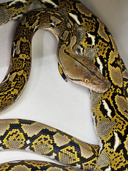 Normal Het Hypo Reticulated Python by In Your Face Exotix