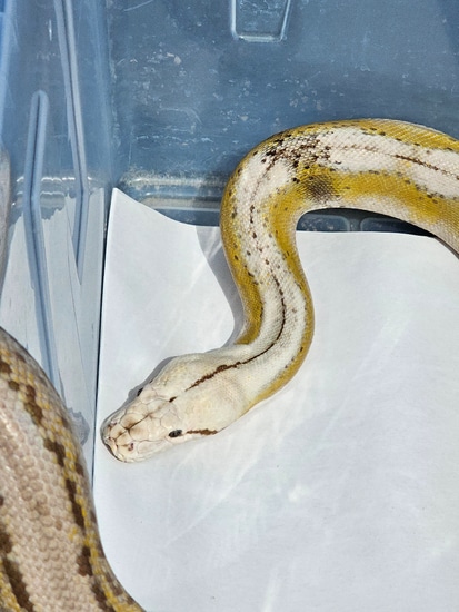 Orangeglow Motley Tiger- PARADOX Reticulated Python by In Your Face Exotix