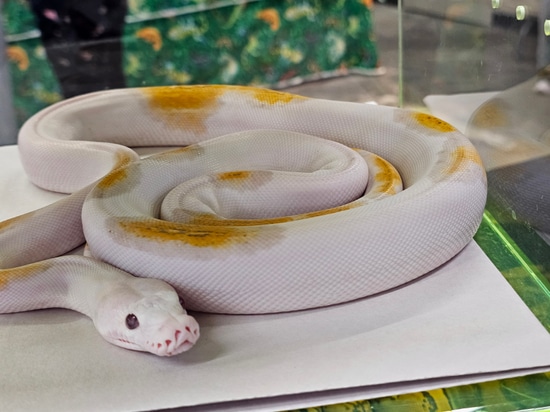 Purple Platinum Pied Reticulated Python by In Your Face Exotix