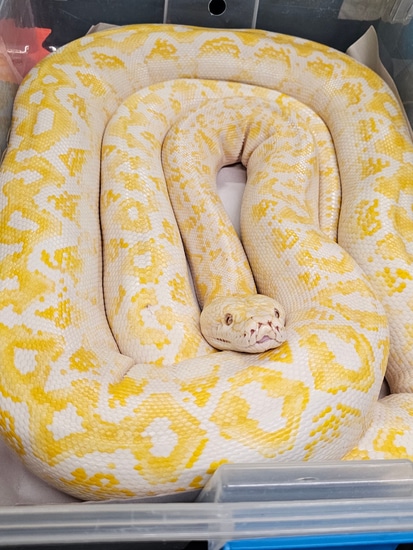 White Marble Reticulated Python by In Your Face Exotix