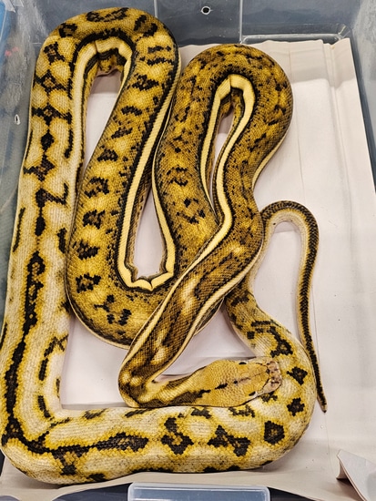 Anthrax Supertiger Het Albino Reticulated Python by In Your Face Exotix