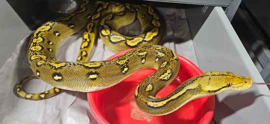Phantom Sunfire Het Purple Reticulated Python by In Your Face Exotix