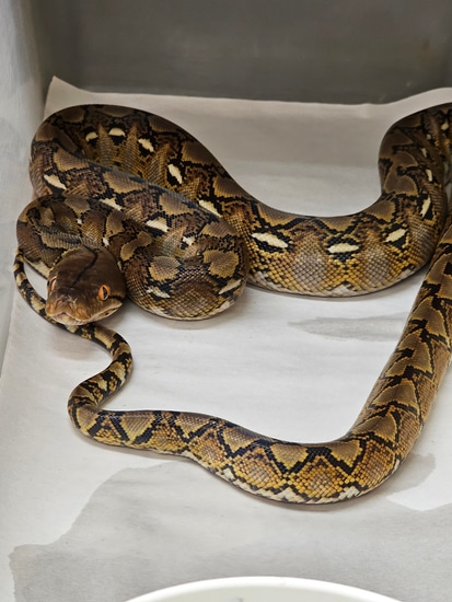 50% Ternate Het Albino Reticulated Python by In Your Face Exotix