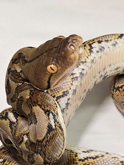 50% Ternate Het Albino Reticulated Python by In Your Face Exotix