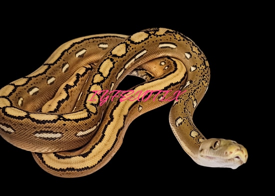 Orange Ghost Stripe Reticulated Python by In Your Face Exotix