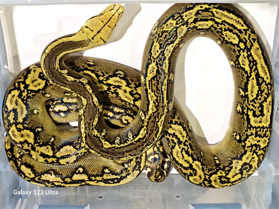 Phantom Sunfire Het Pied Reticulated Python by In Your Face Exotix