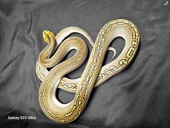 Motley Phantom Reticulated Python by In Your Face Exotix