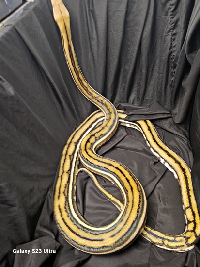 Tiger Het Hypo Reticulated Python by In Your Face Exotix
