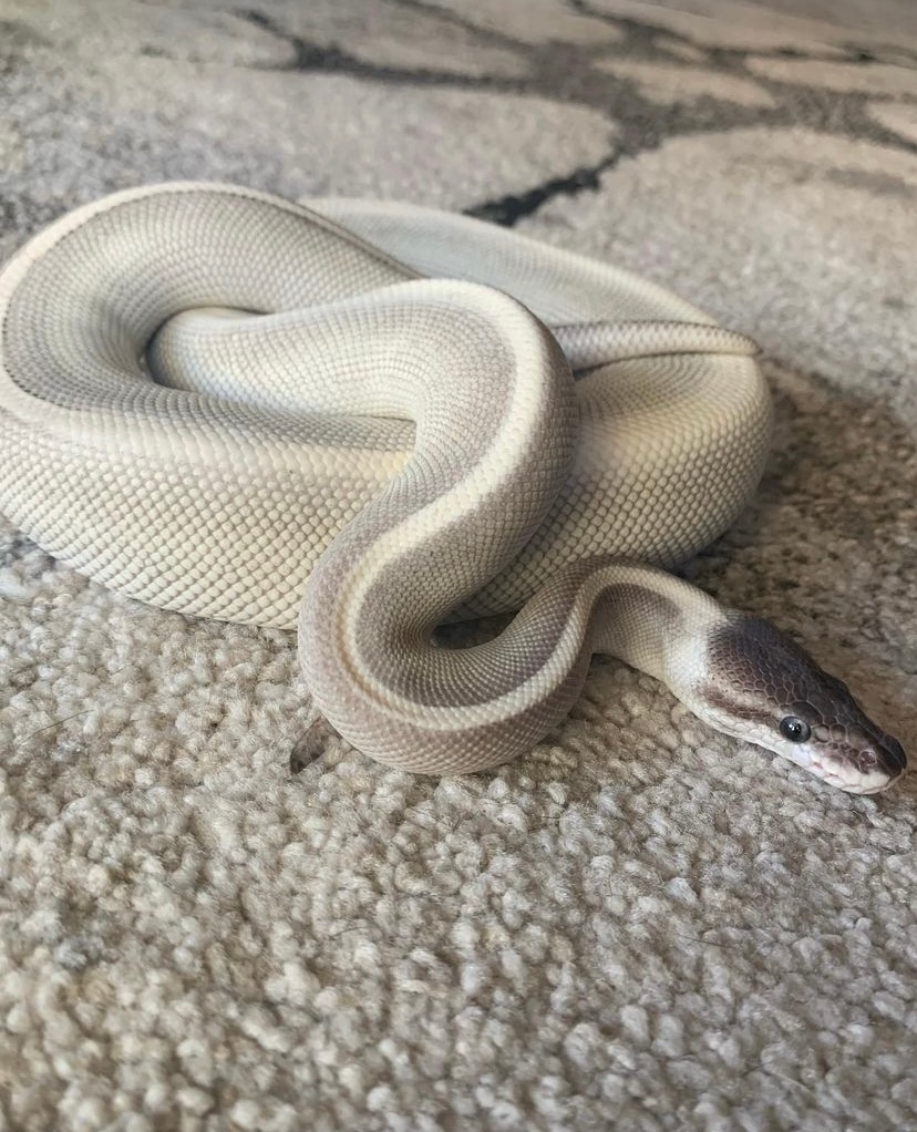 Female Mystic Potion Ball Python by The Reptipellago - MorphMarket