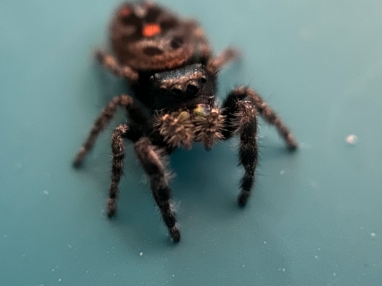 Bold Jumping Spider Slings by Compassion menagerie